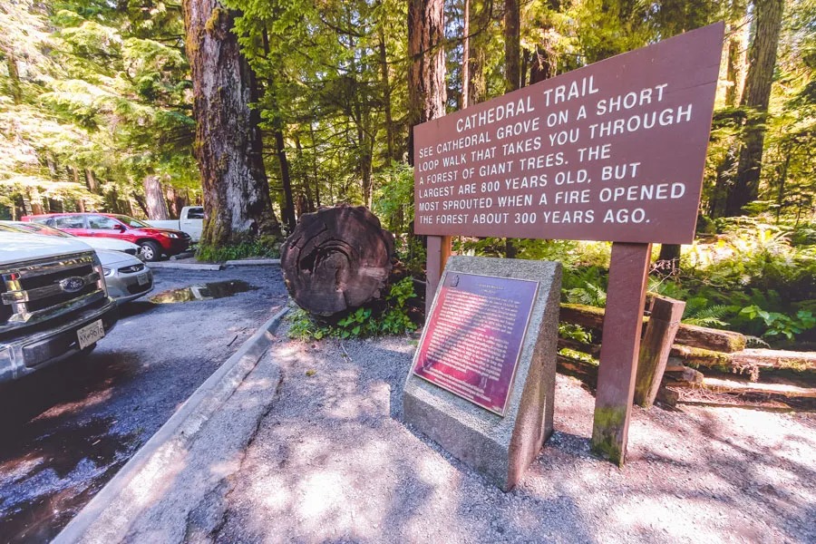 Cathedral Grove | MacMillan Provincial Park, BC | Explore the Map