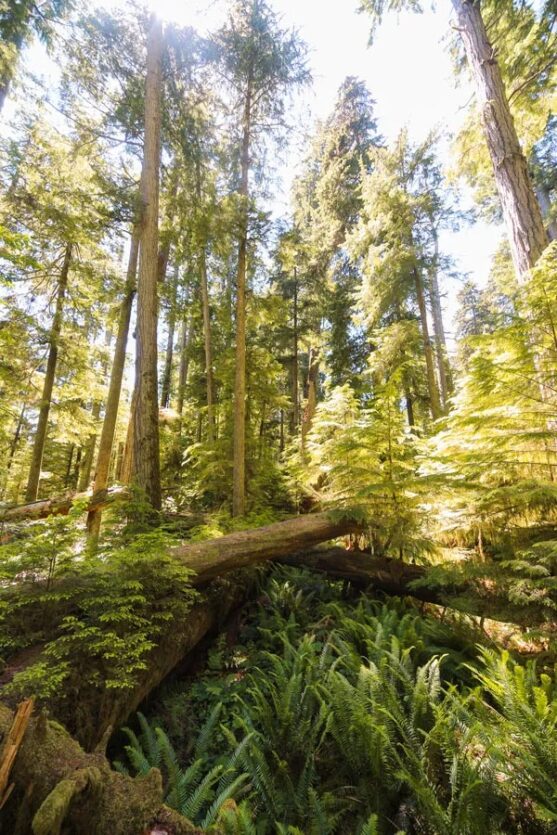 Cathedral Grove | MacMillan Provincial Park, BC | Explore the Map