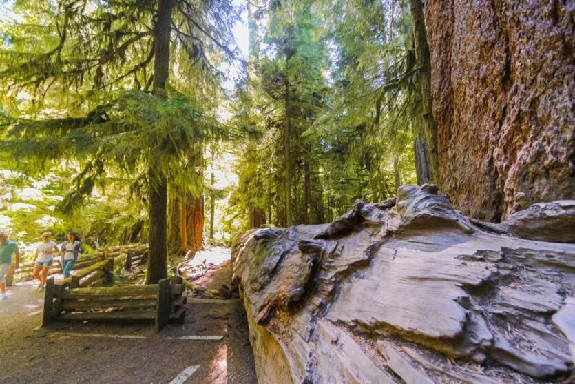 Cathedral Grove | MacMillan Provincial Park, BC | Explore the Map
